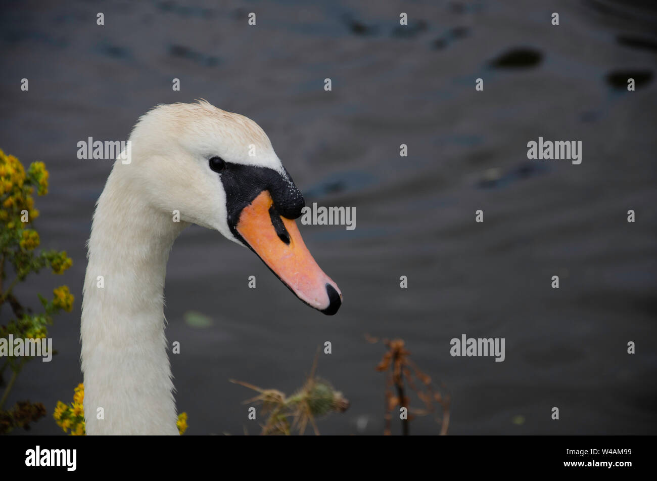 Portrait of swan's head on the lake in Victoria Park Stock Photo - Alamy
