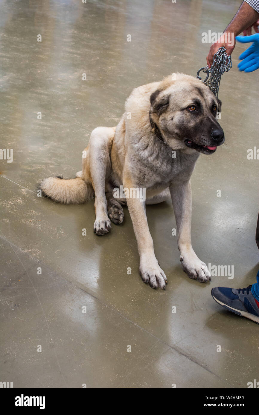 Turkish breed shepherd dog Kangal as livestock guarding dog Stock Photo ...