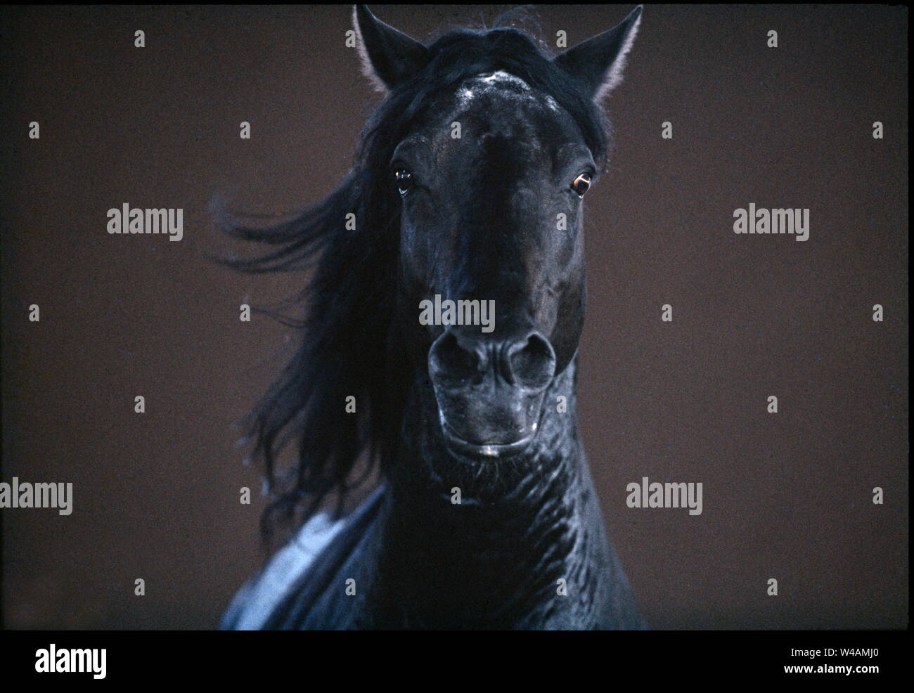 Welsh cob horses hi-res stock photography and images - Alamy