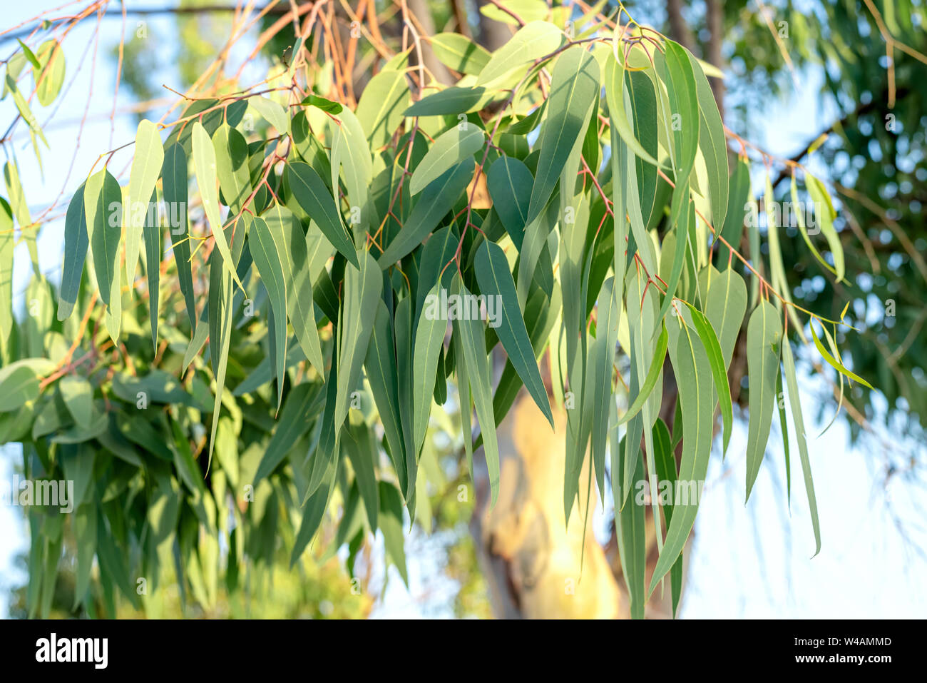 Australian maple leaf hi-res stock photography and images - Alamy