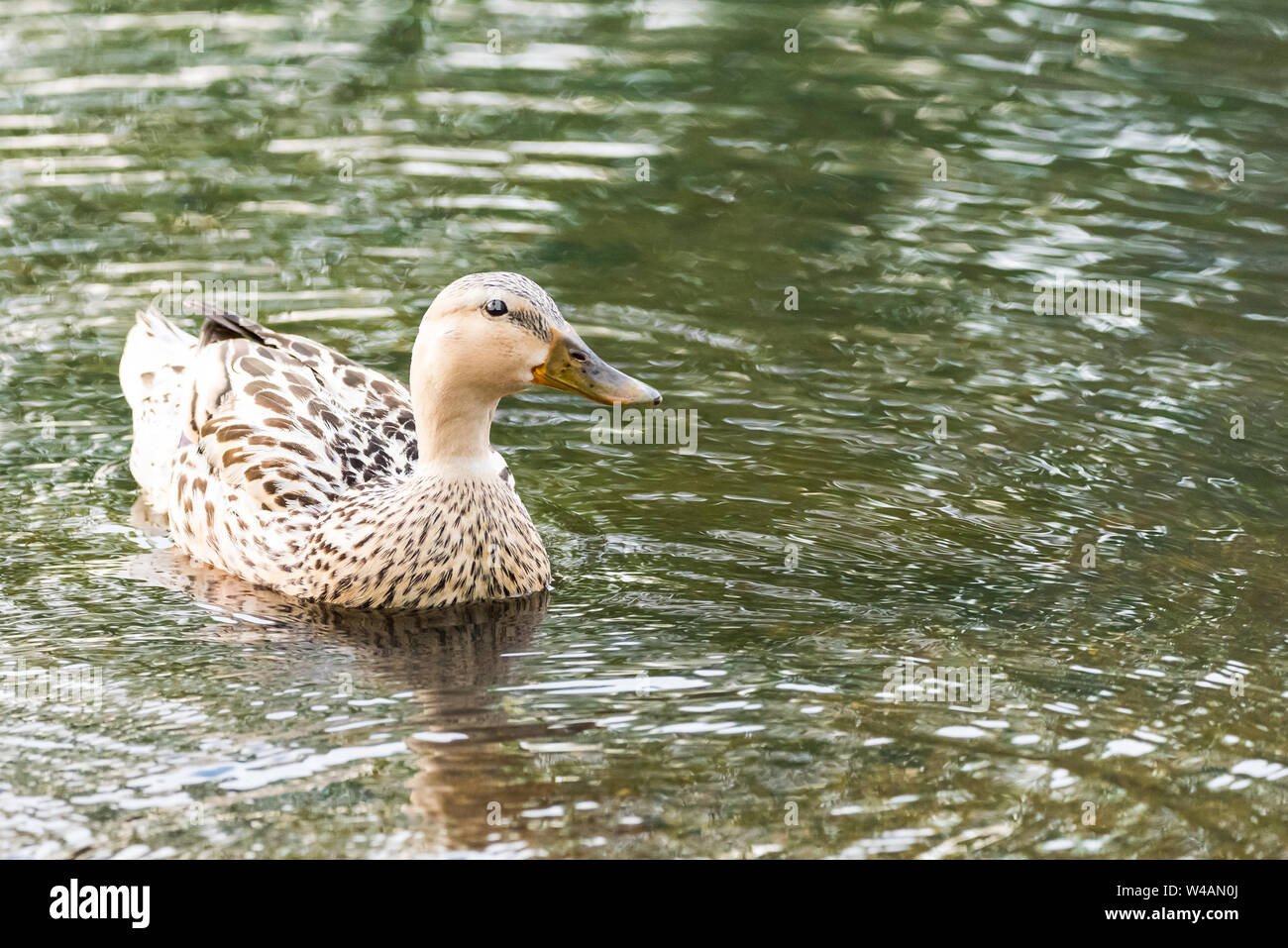 Albino mallard duck hi-res stock photography and images - Alamy