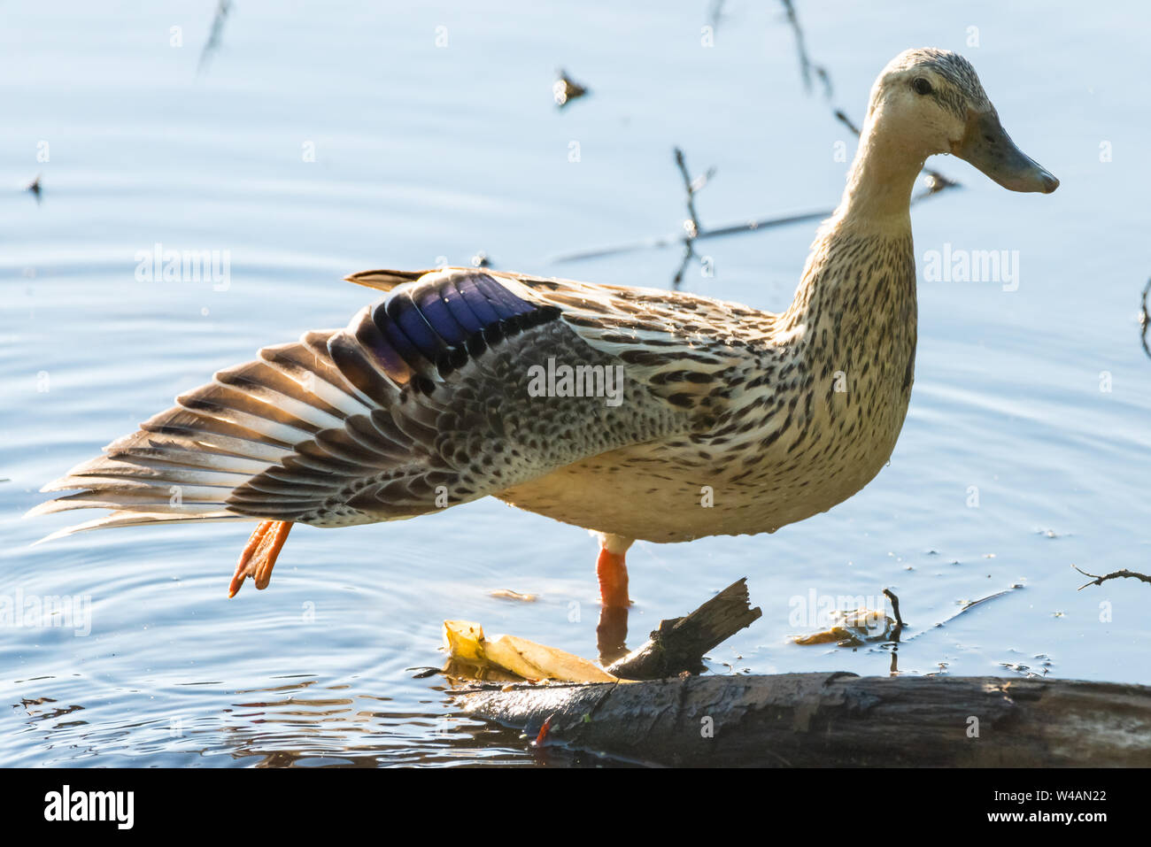 A female Mallard duck with Leucism, stretching her leg and wing ...