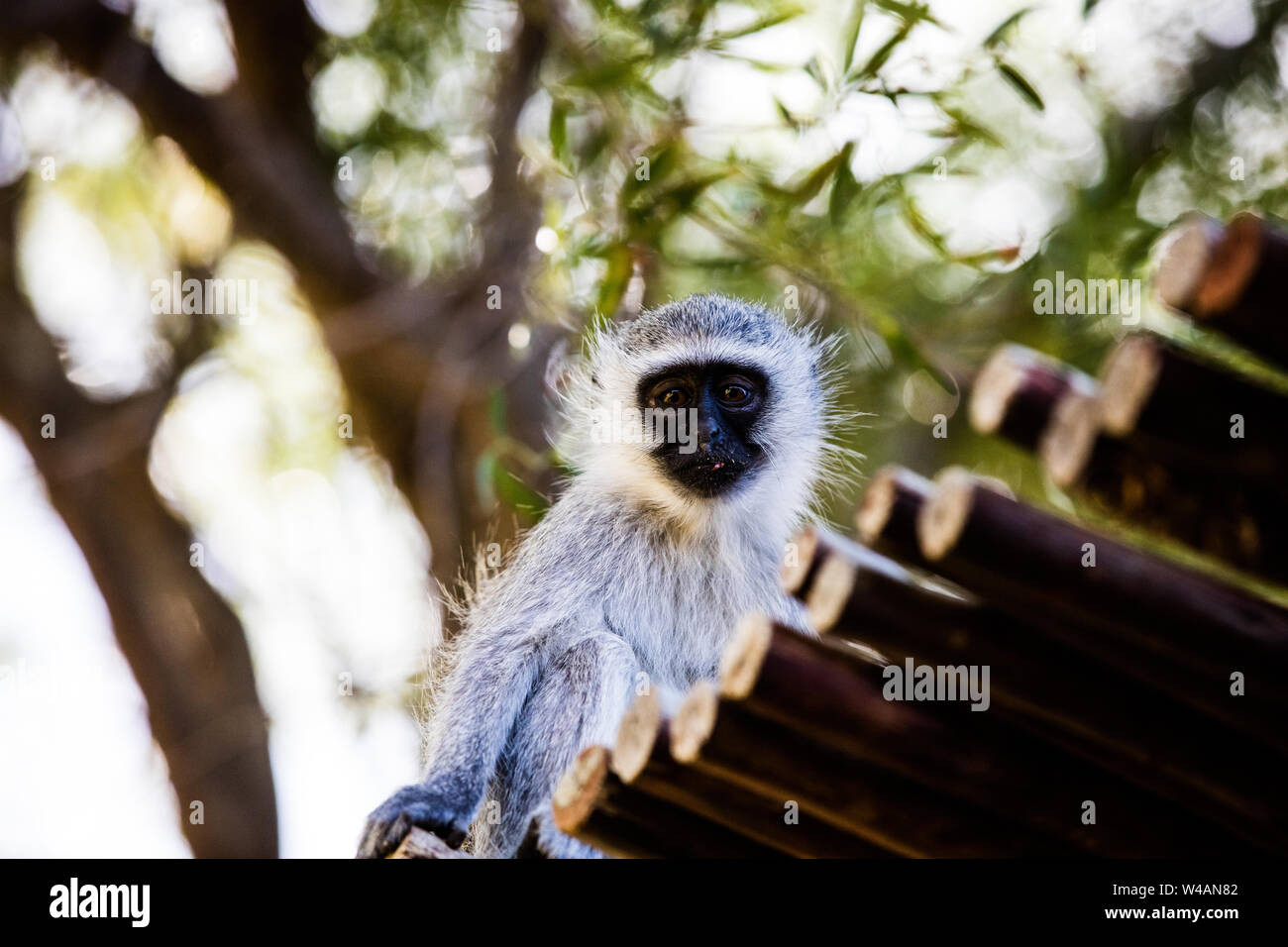Vervet Monkey in South Africa Stock Photo - Alamy