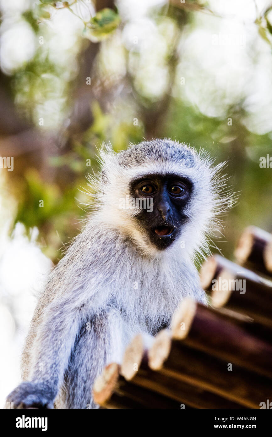 Vervet Monkey in South Africa Stock Photo - Alamy