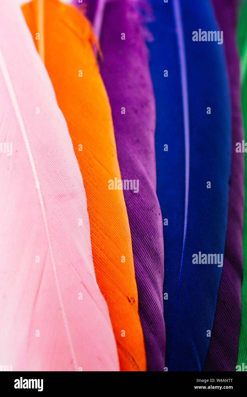 Studio shot photo of colored bird feathers as texture background Stock ...