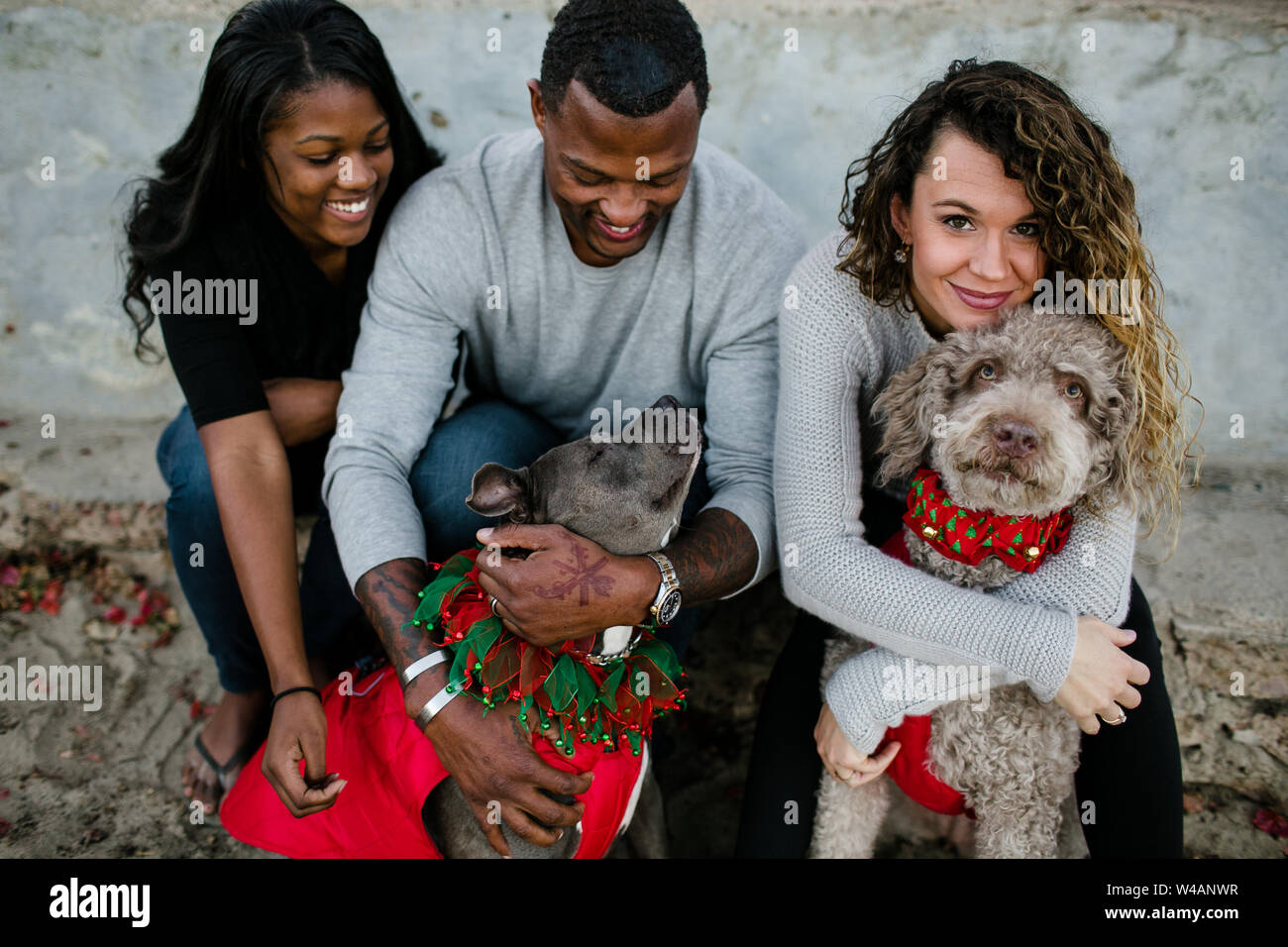 Pitbull Dog High Resolution Stock Photography and Images - Alamy