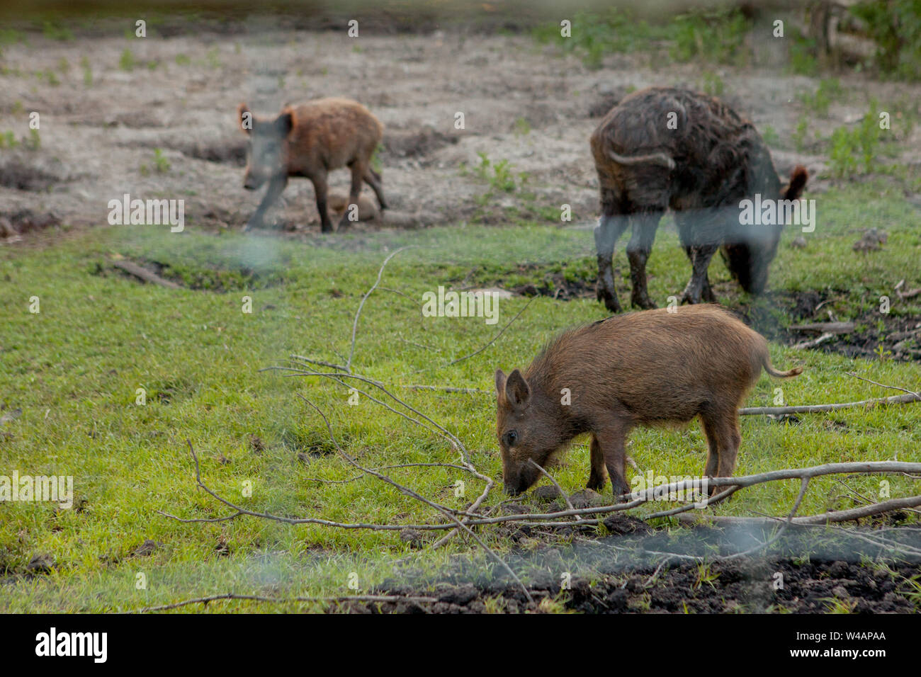 Family Group of Wart Hogs Grazing Eating Grass Food Together Stock ...