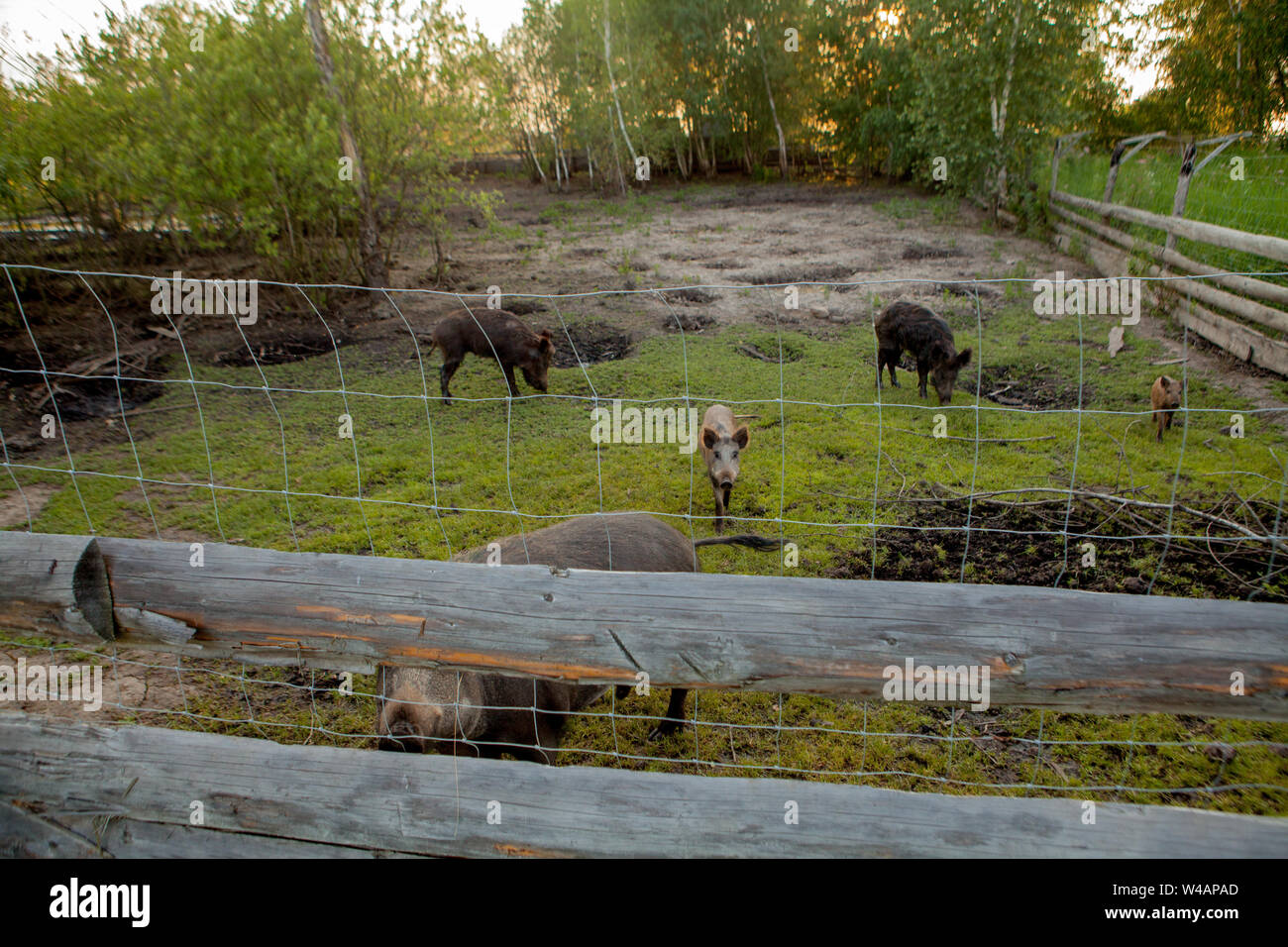 Family Group of Wart Hogs Grazing Eating Grass Food Together Stock ...