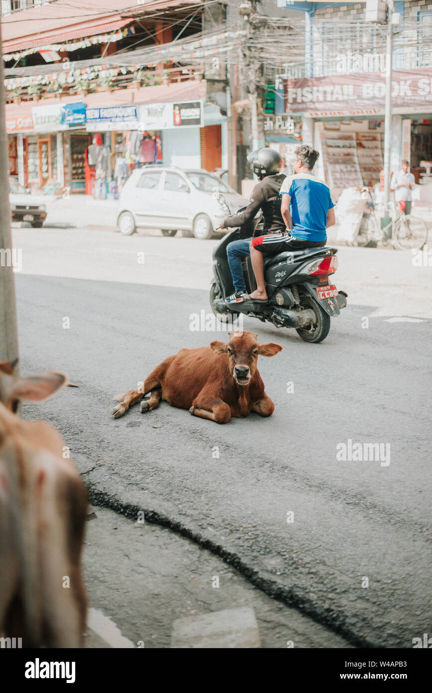 Cow laying in busy street with drivers going by Stock Photo - Alamy