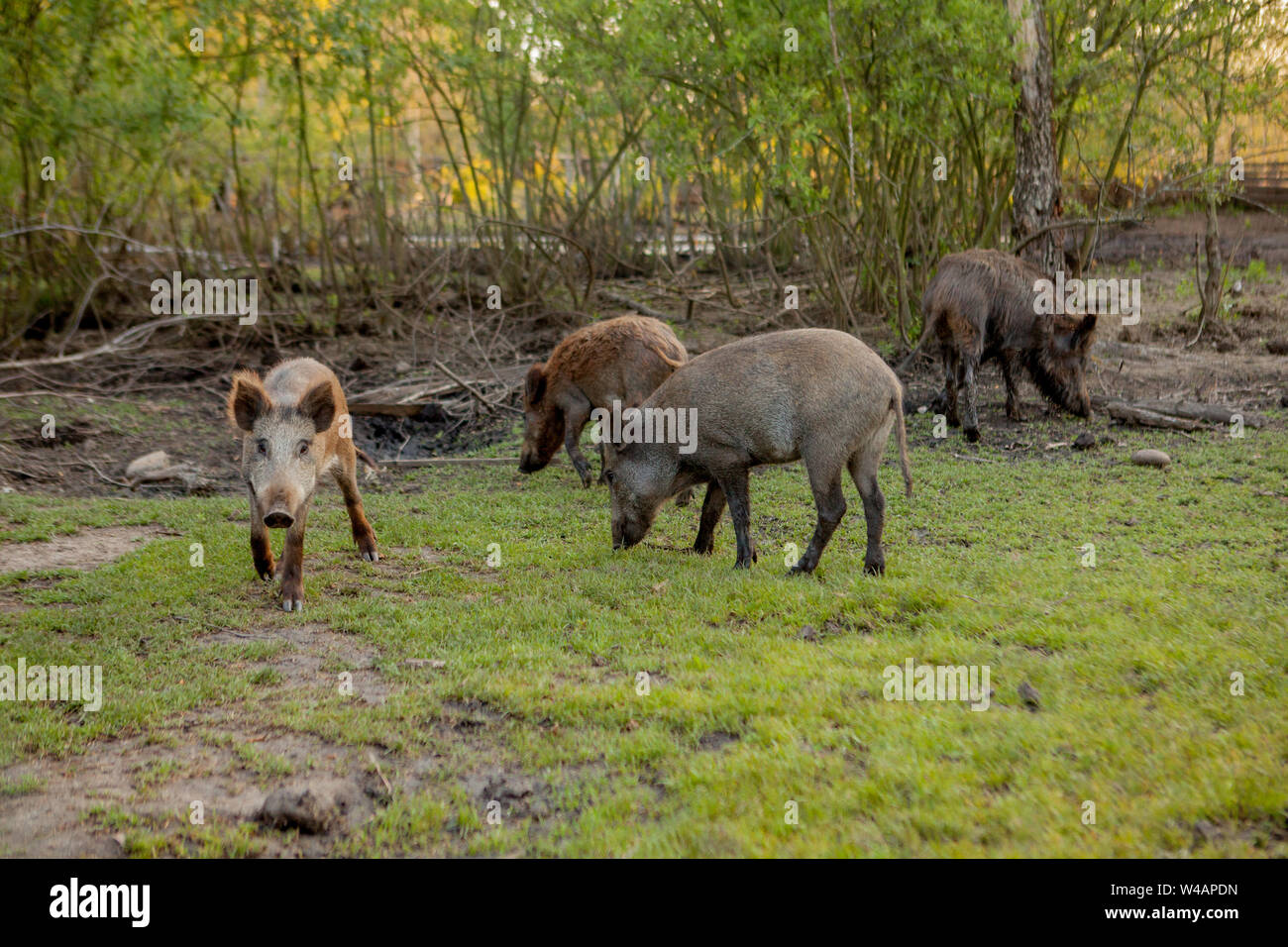 Family Group of Wart Hogs Grazing Eating Grass Food Together Stock ...