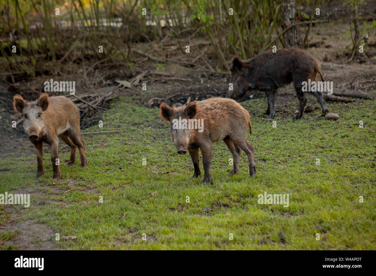Family Group of Wart Hogs Grazing Eating Grass Food Together Stock ...