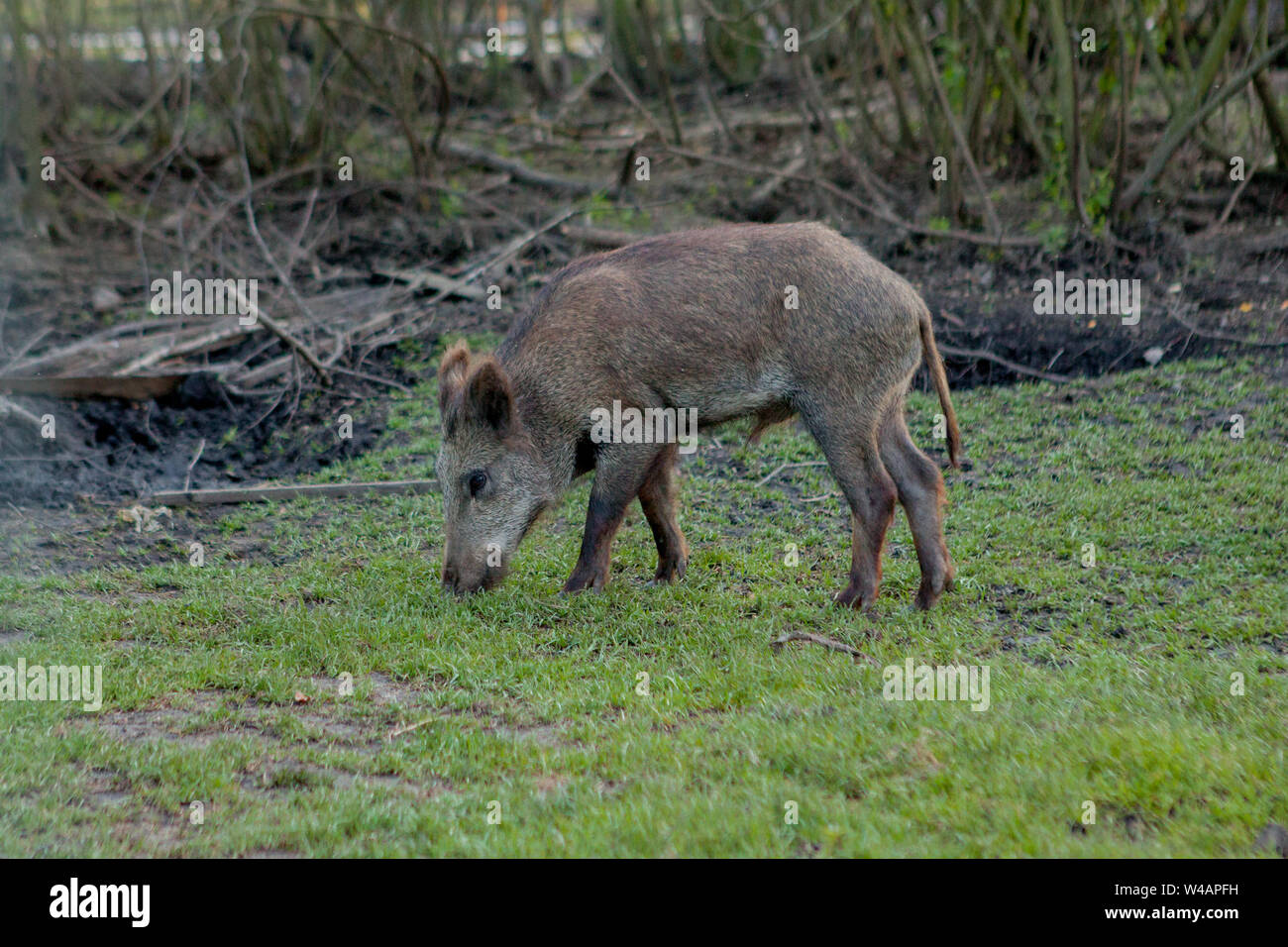 Arizona wild pig hi-res stock photography and images - Alamy