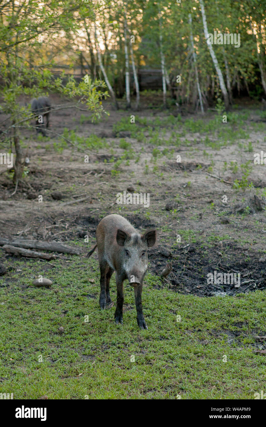 Wild small pig contentedly grazing on grass Stock Photo - Alamy
