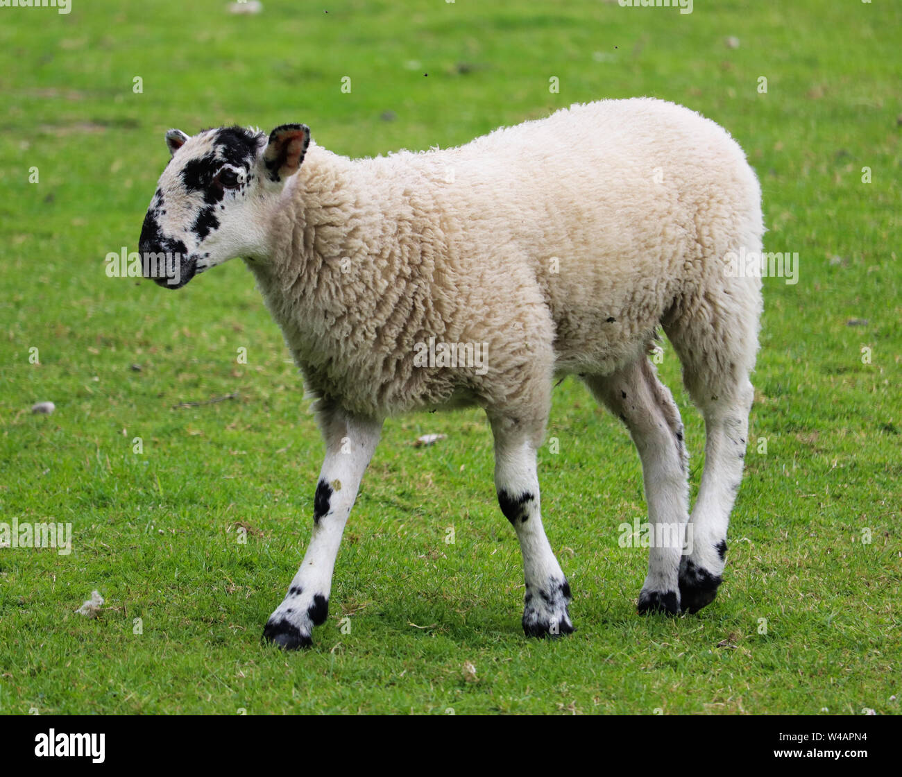 Young sheep with black spots alone in green grass Stock Photo - Alamy