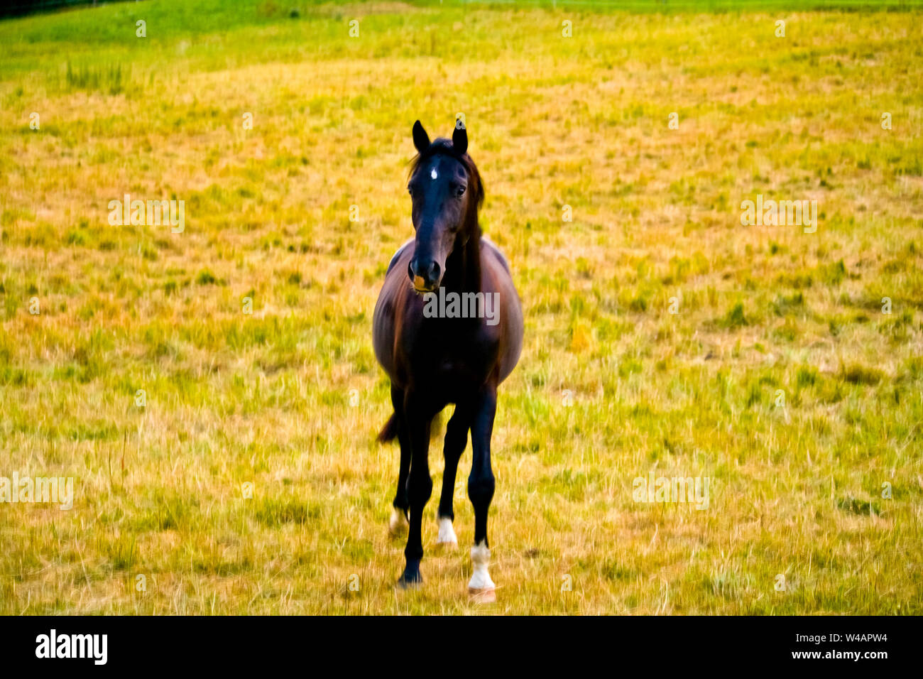 Pony running hi-res stock photography and images - Alamy