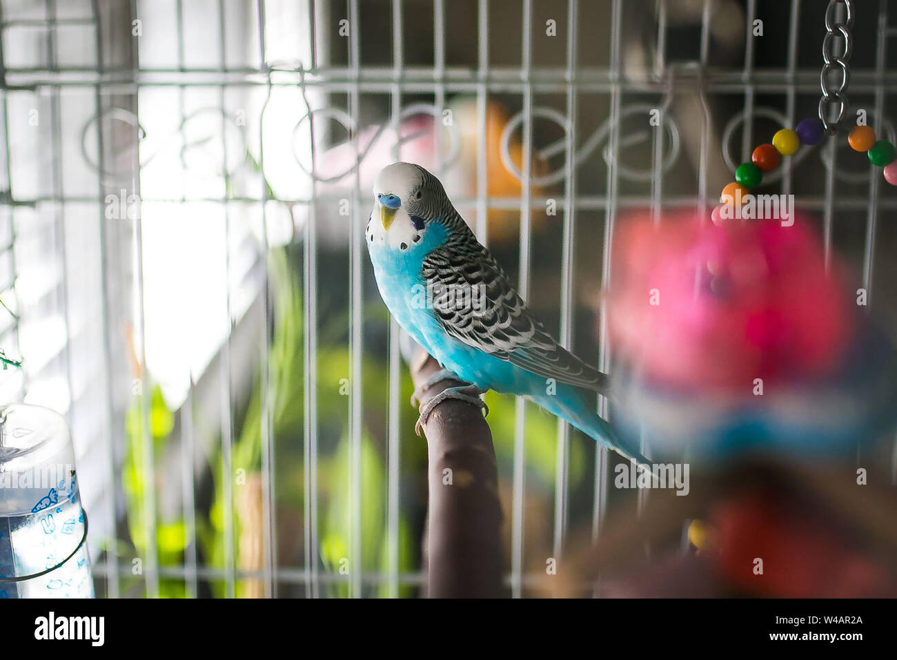 Male parakeet hi-res stock photography and images - Alamy