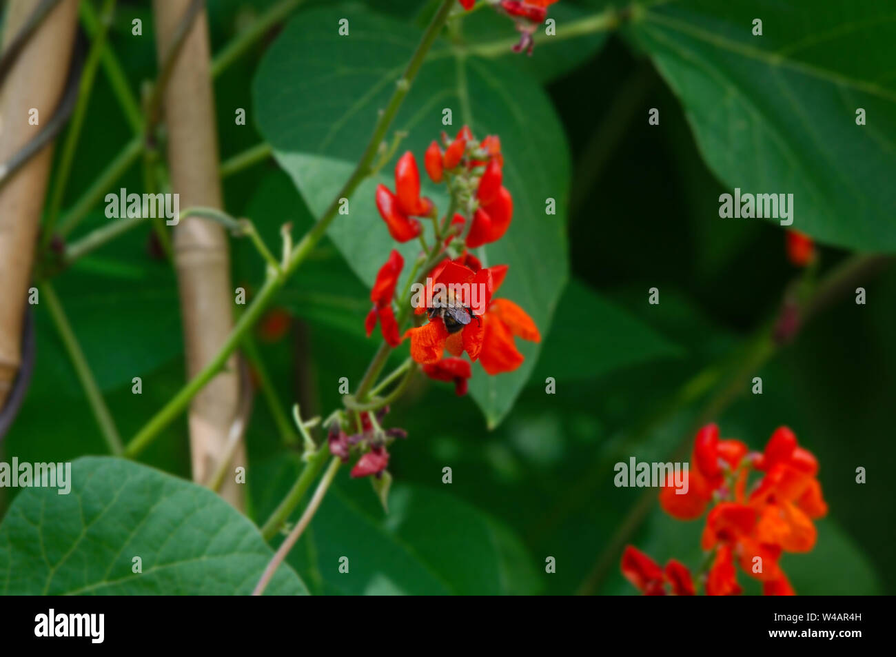 Runner beans blossom hi-res stock photography and images - Alamy