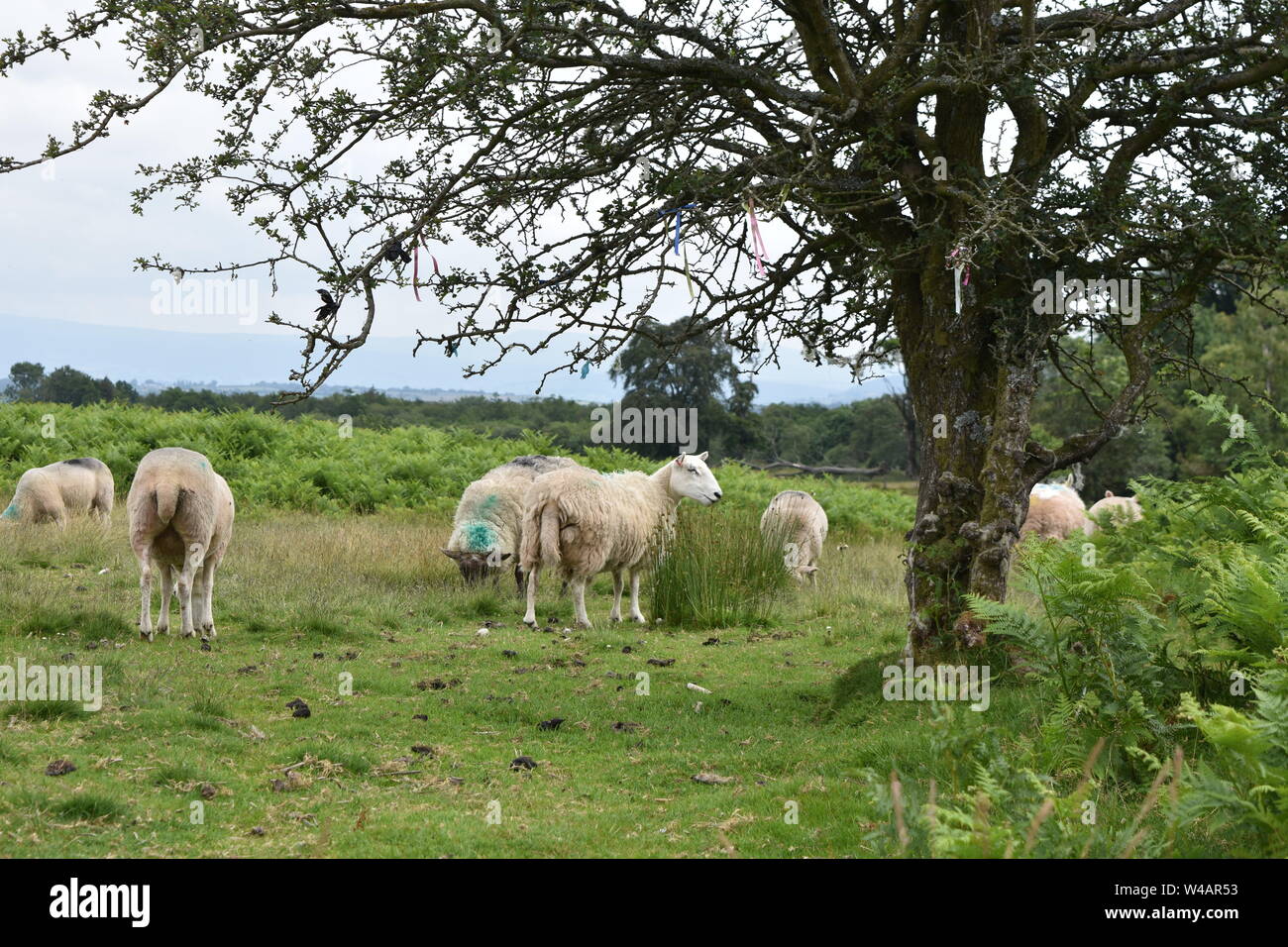 Whit fluffy cloud hi-res stock photography and images - Alamy