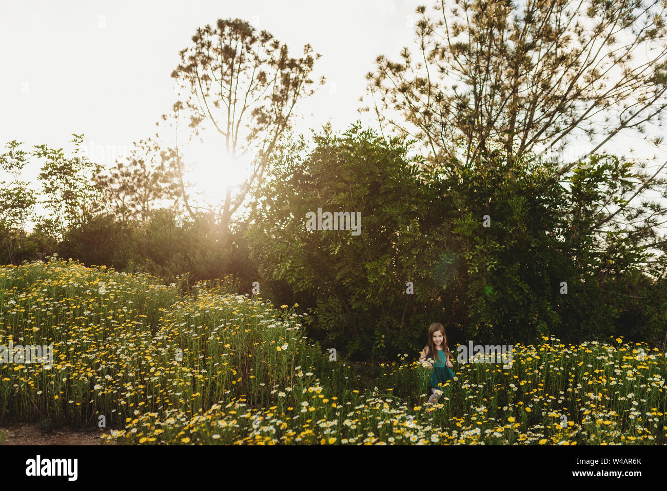 Little girl walking through field of flowers in spring Stock Photo - Alamy