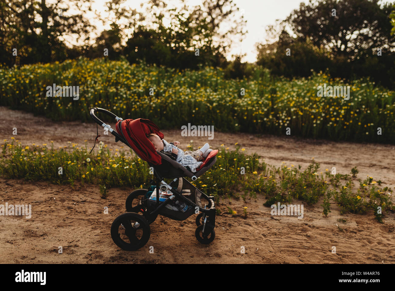 Side view of stroller and baby in field of flowers Stock Photo - Alamy