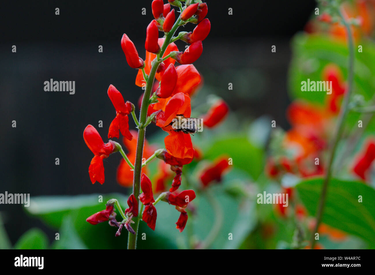 Scarlet runner bean flower hi-res stock photography and images - Alamy
