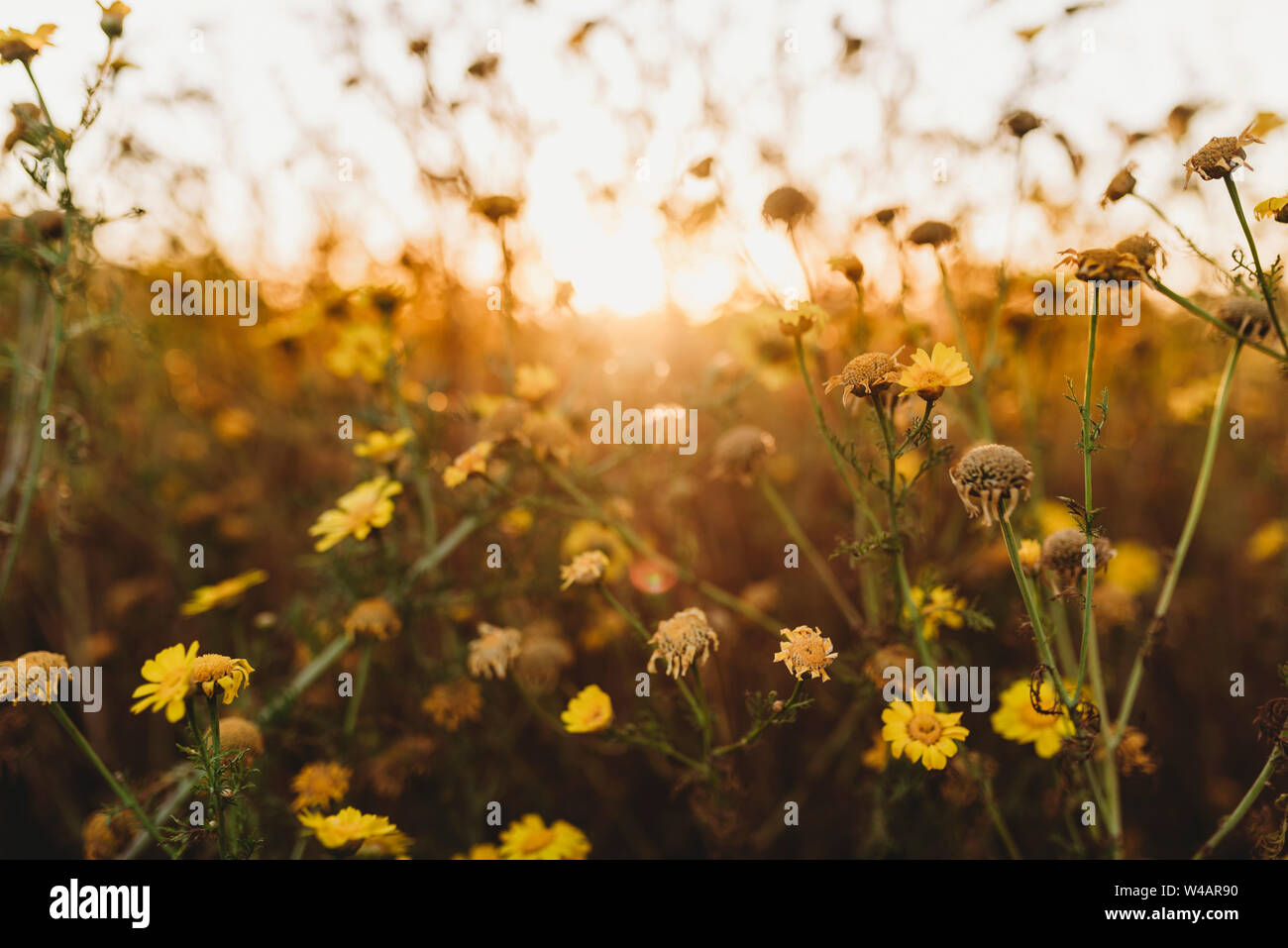 Sunnby day hi-res stock photography and images - Alamy