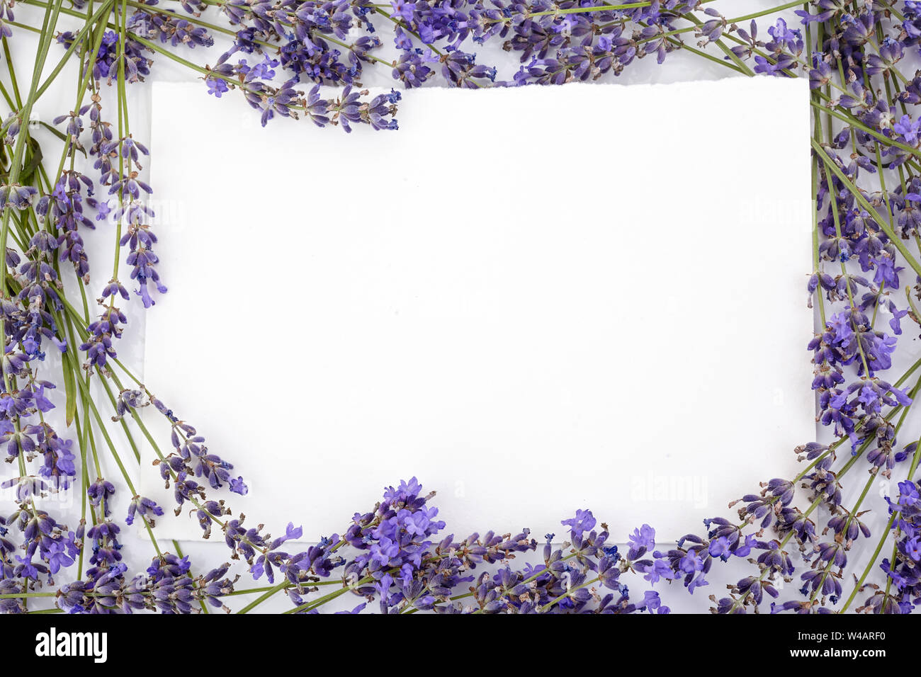 Lavender square decoration hi-res stock photography and images - Alamy