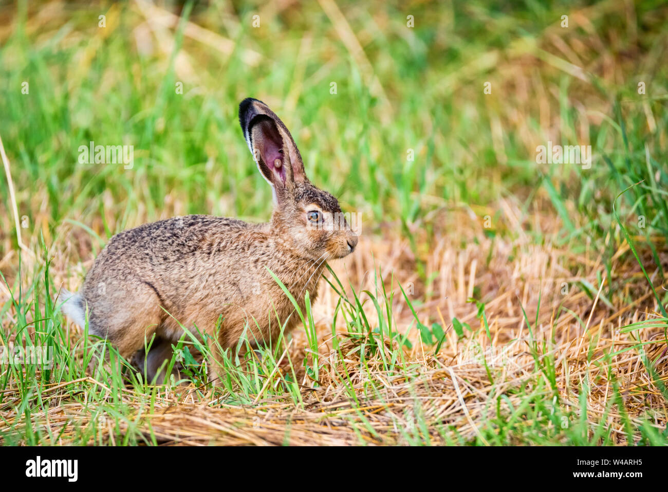 Hare territory hi-res stock photography and images - Alamy
