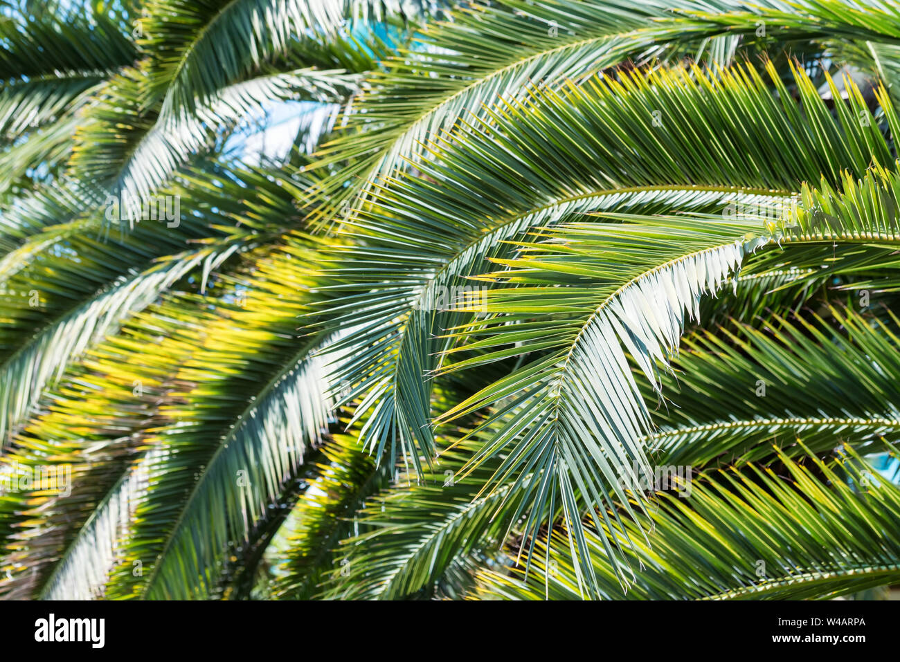 Phoenix palm tree leaves pattern in nature Stock Photo - Alamy
