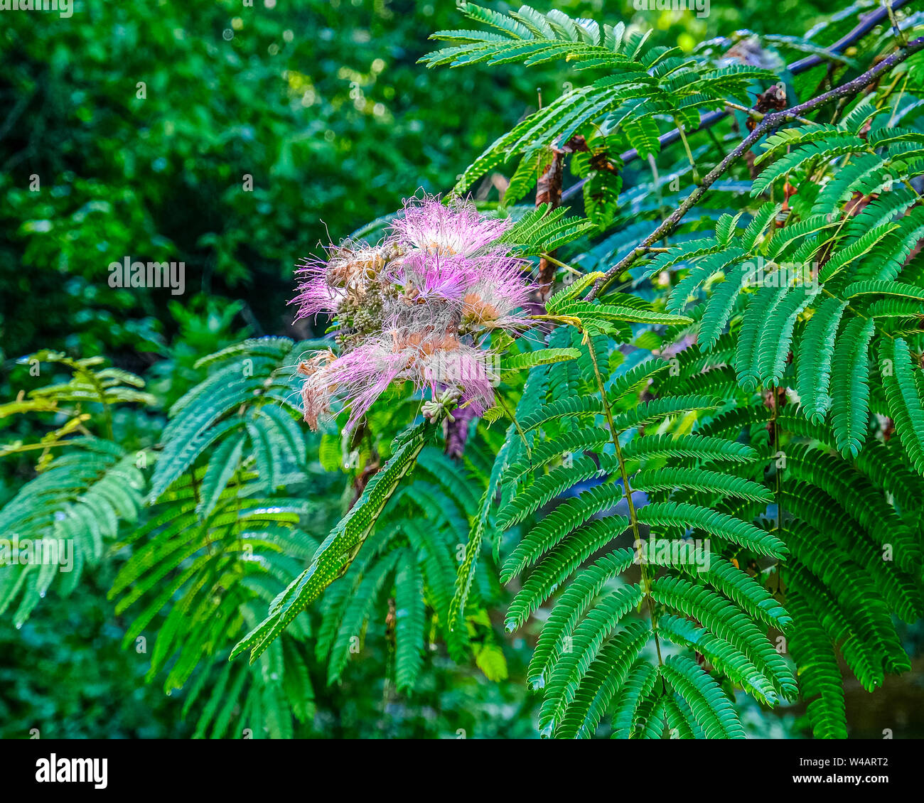 Mimosa bloom hi-res stock photography and images - Alamy