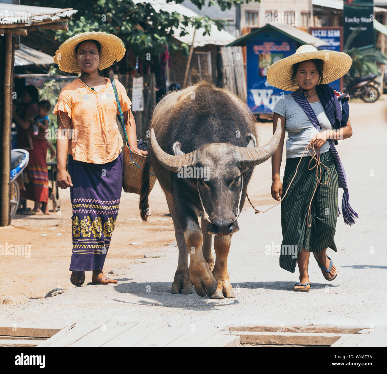 Buffalo myanmar inle hi-res stock photography and images - Alamy