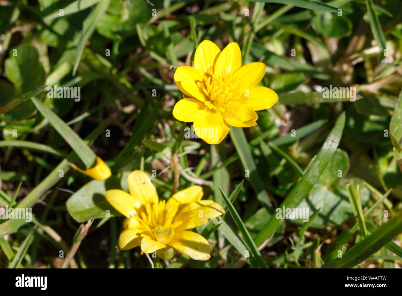 Yellow buttercup flowers in a garden during spring Stock Photo - Alamy