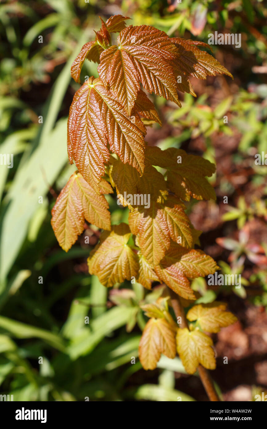 Young maple tree in the garden hi-res stock photography and images - Alamy