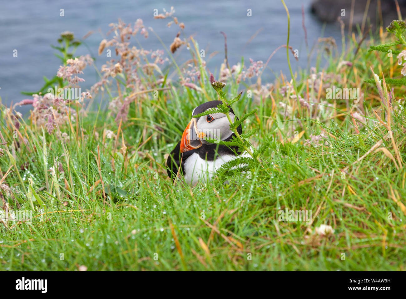 Staffa island puffins hi-res stock photography and images - Alamy