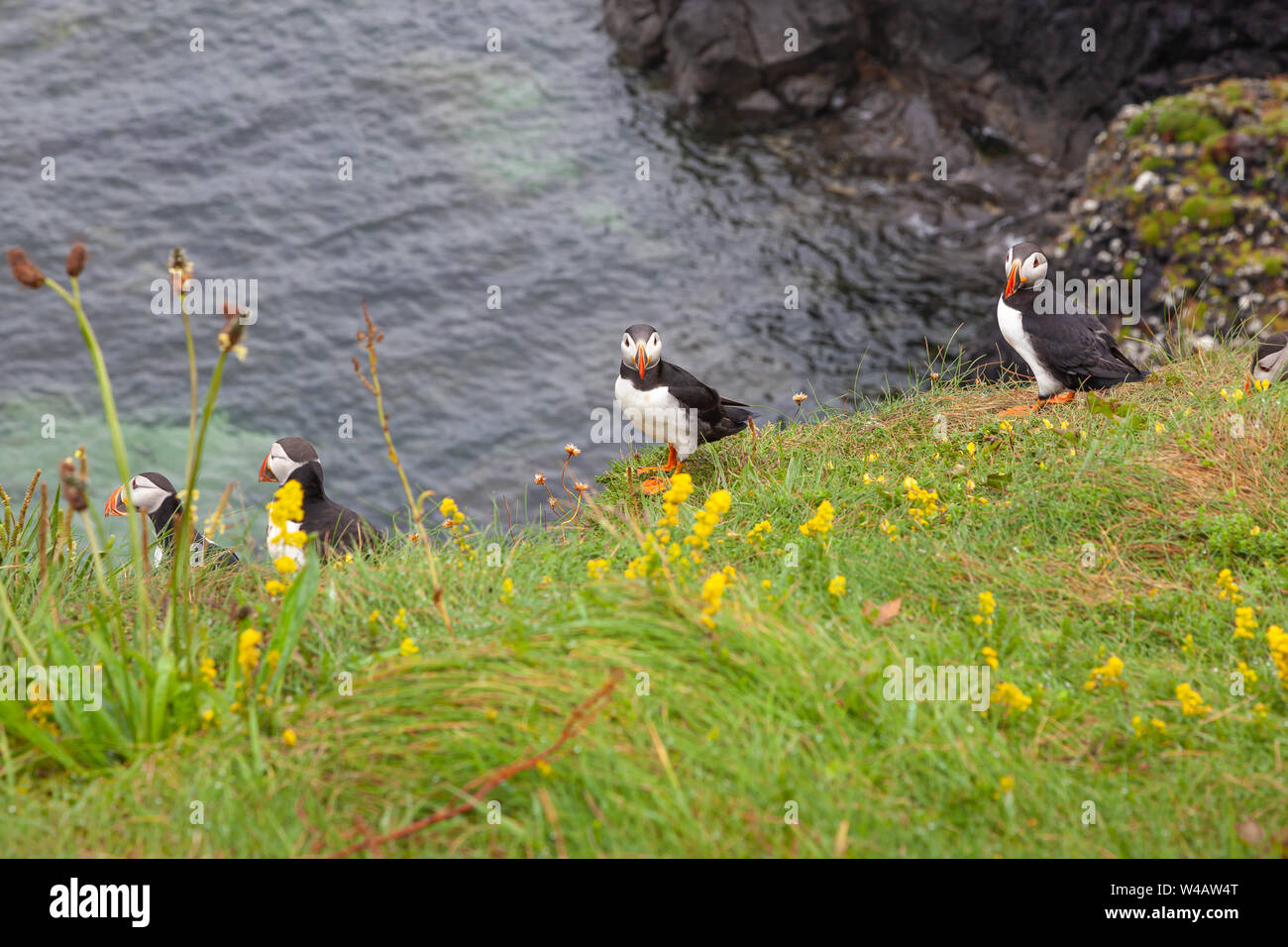The Puffins of Staffa Stock Photo - Alamy