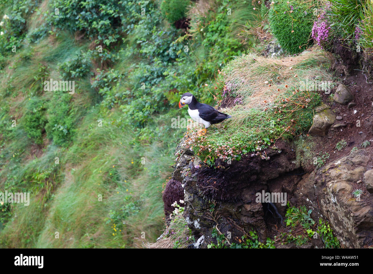 Staffa puffins hi-res stock photography and images - Alamy