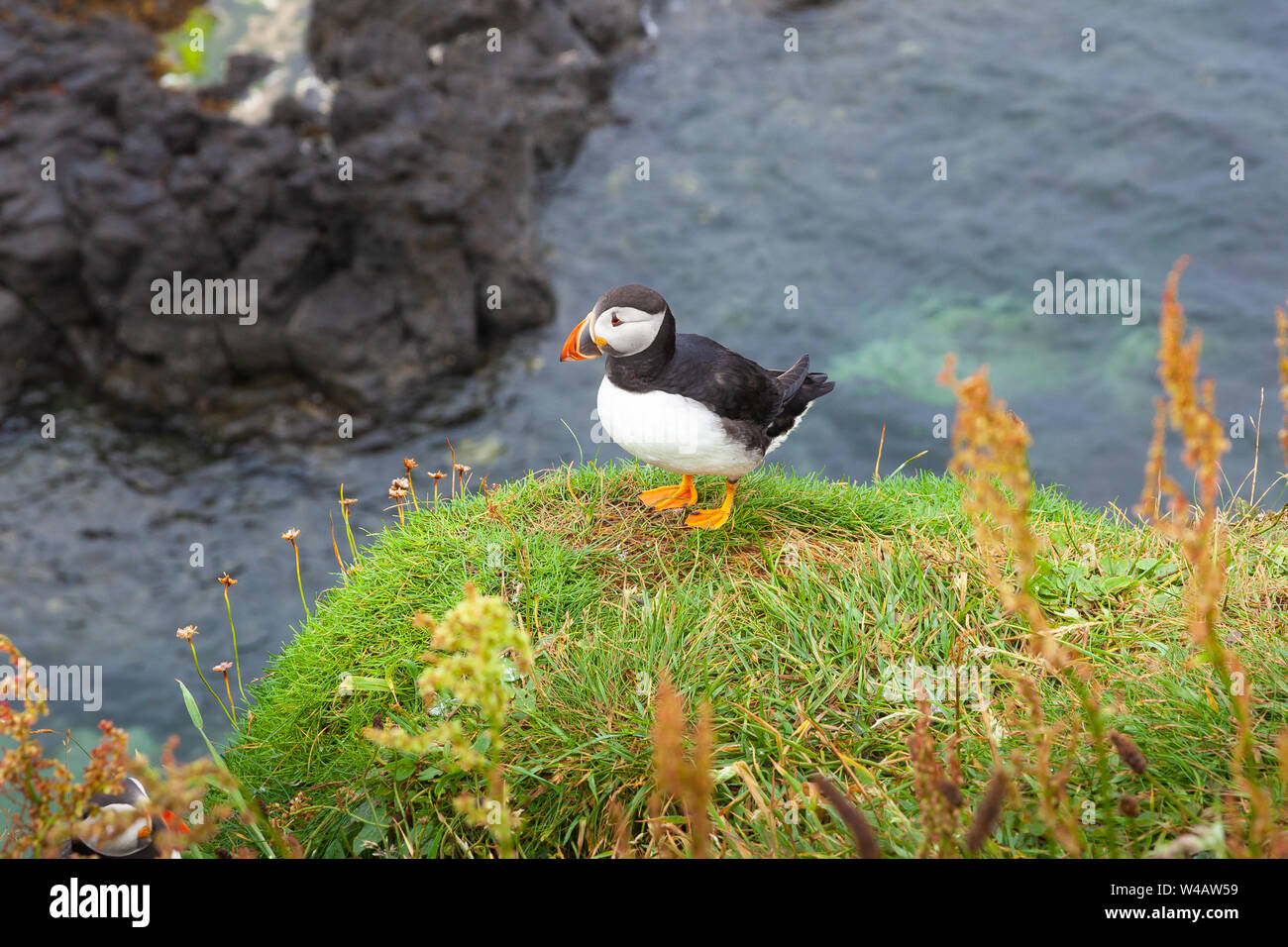 The Puffins of Staffa Stock Photo - Alamy