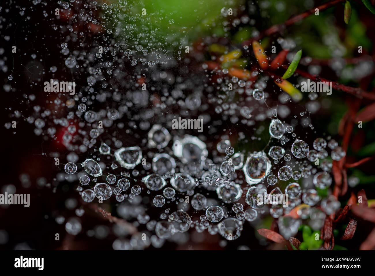 Picture of a spider web hi-res stock photography and images - Alamy