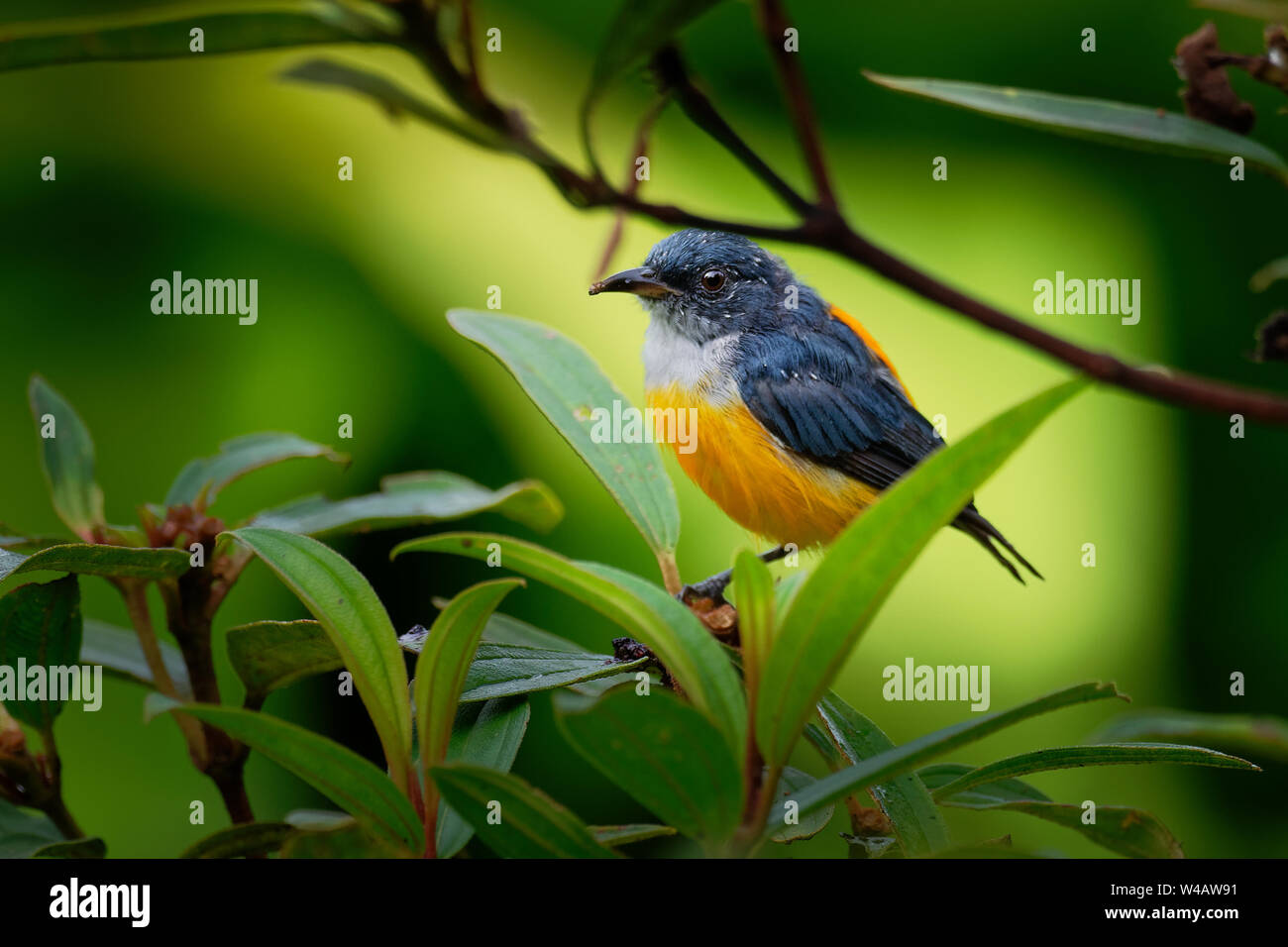 National bird of myanmar hi-res stock photography and images - Alamy