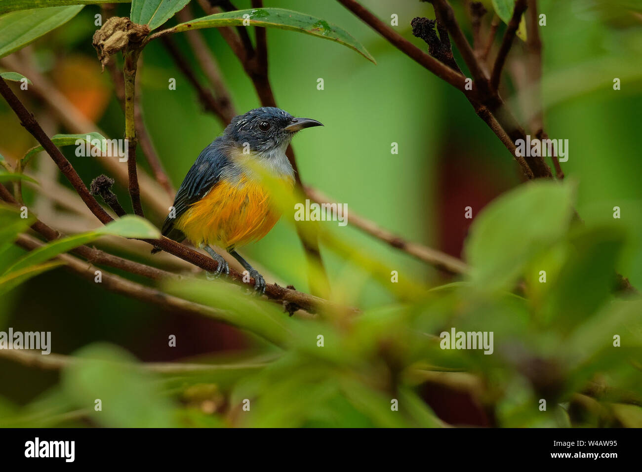 National bird of myanmar hi-res stock photography and images - Alamy