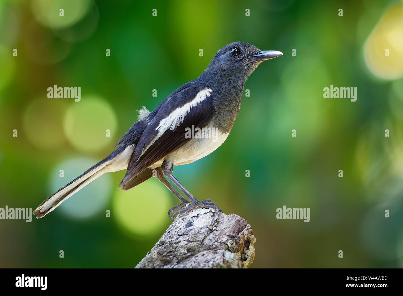 Oriental Magpie-Robin - Copsychus saularis small passerine bird that ...