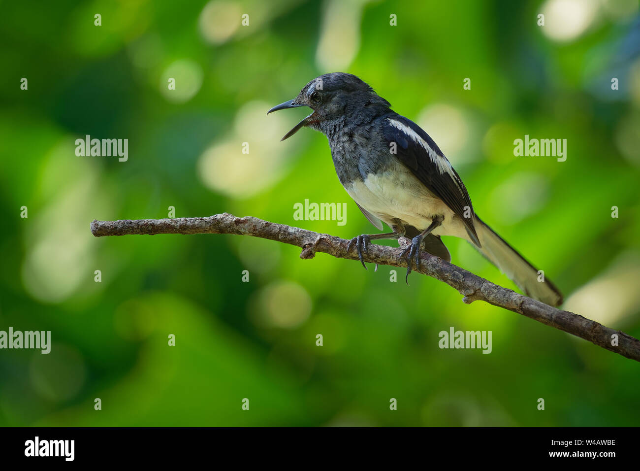 Oriental Magpie-Robin - Copsychus saularis small passerine bird that ...