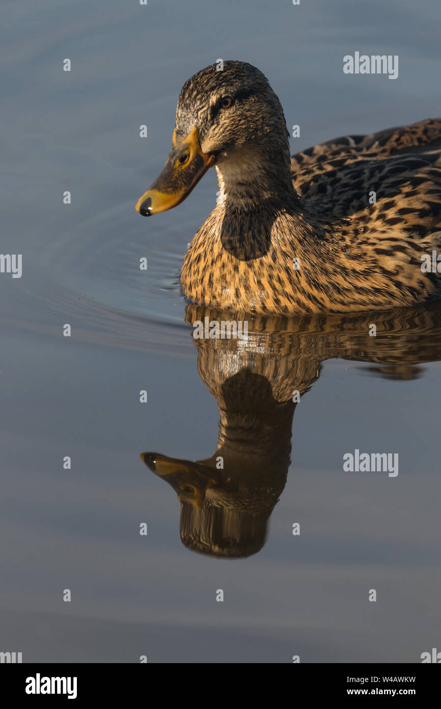 Mallard Duck, UK Stock Photo - Alamy