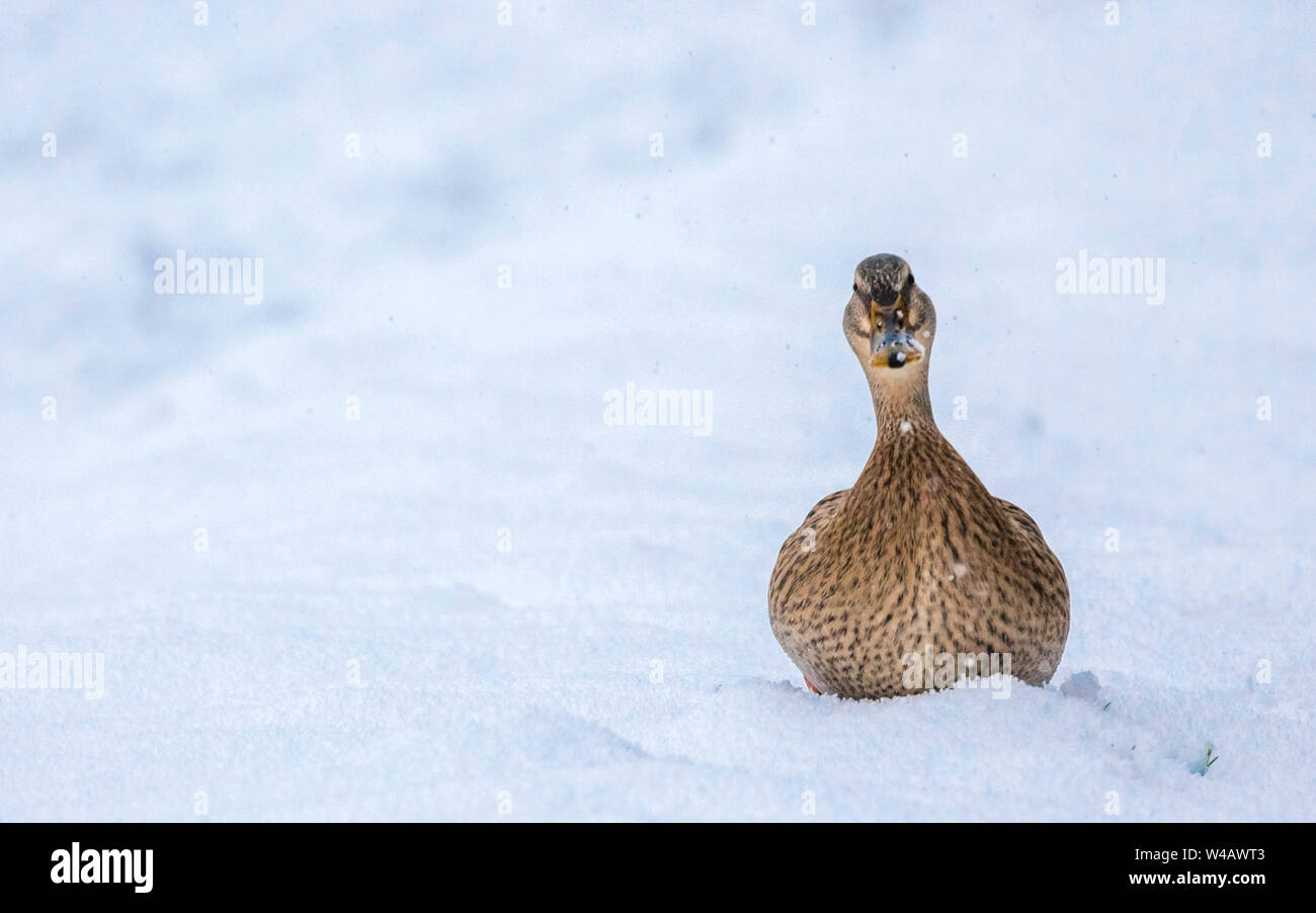 Mallard duck in the snow Stock Photo - Alamy