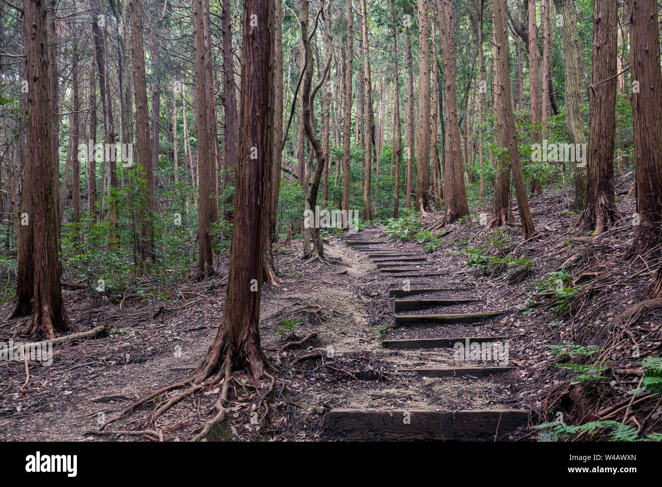 Wooden Steps On Nature Trail High Resolution Stock Photography and ...