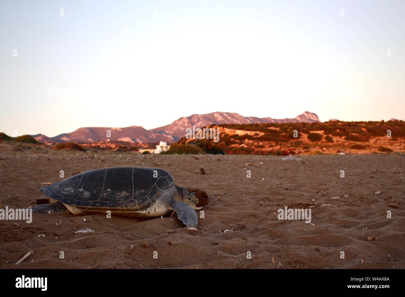 Alagadi turtle beach hi-res stock photography and images - Alamy