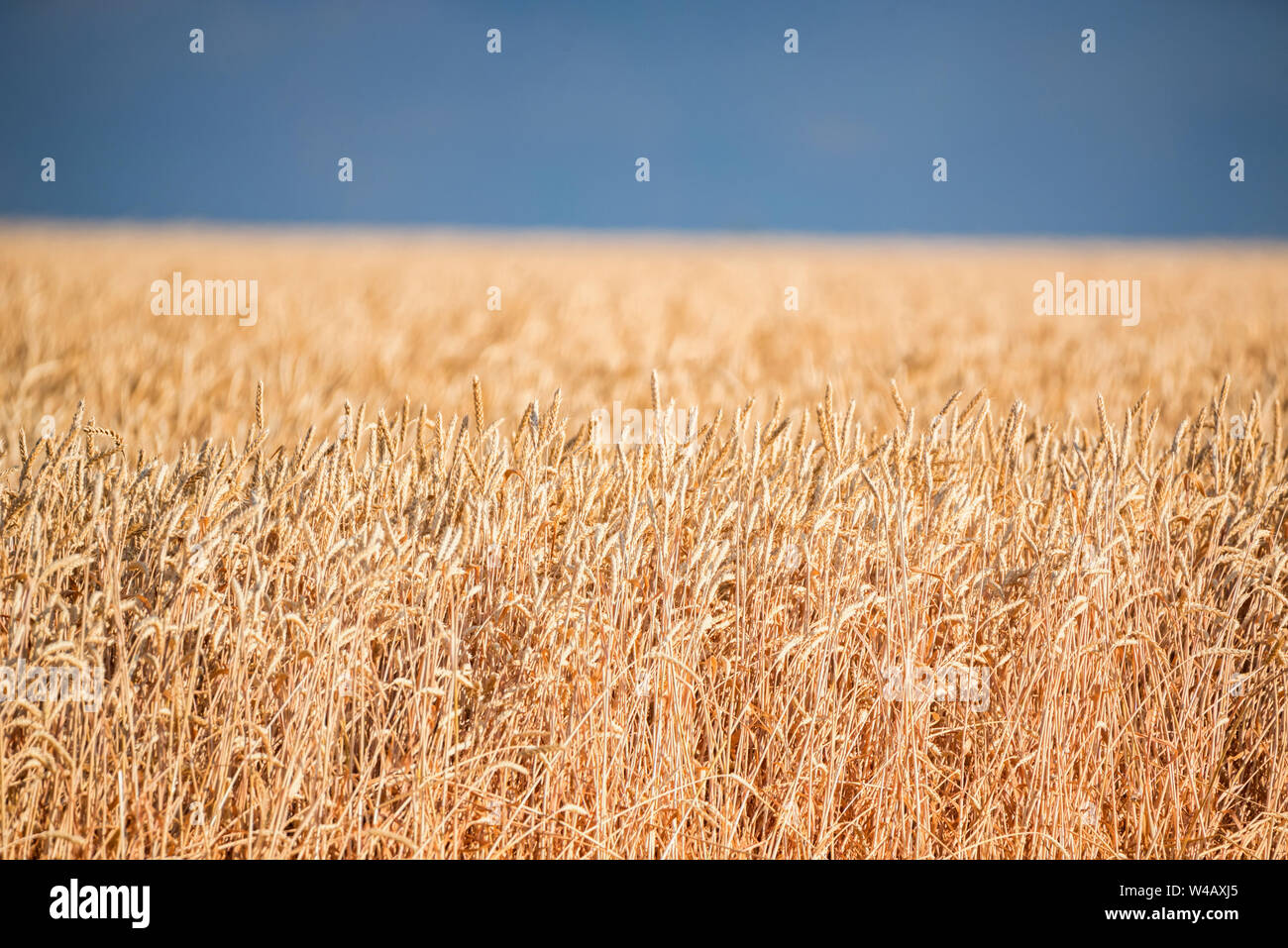 Ripe yellow rye field under hi-res stock photography and images - Alamy
