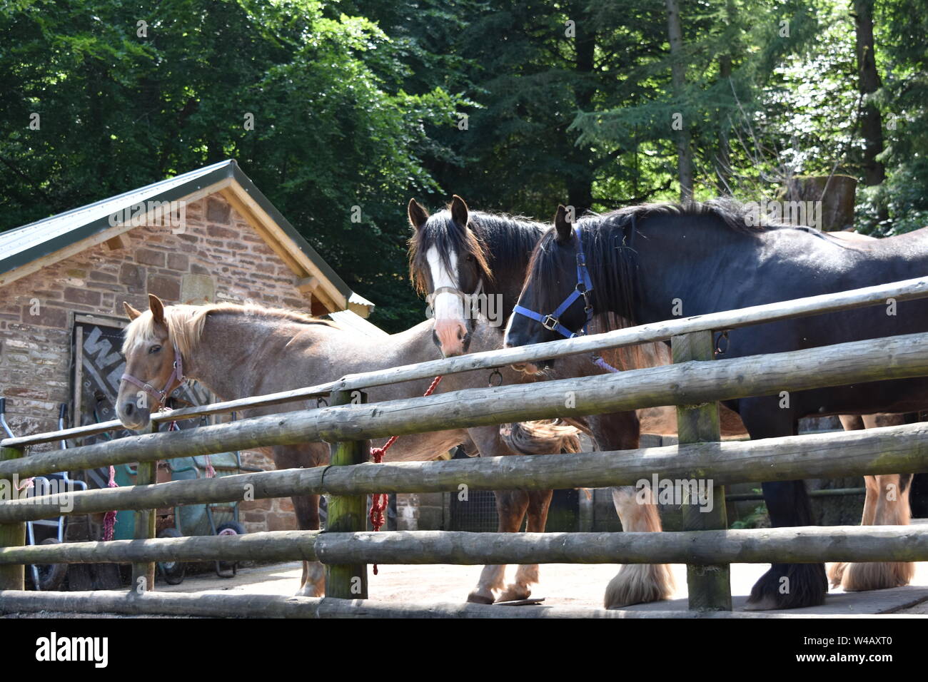 Ponies outside pony trekking stable in the Brecon Beacons Stock Photo ...