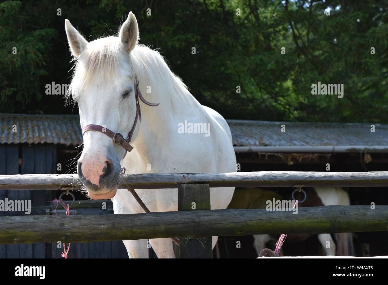 White pony outside pony trekking stable in the Brecon Beacons Stock ...