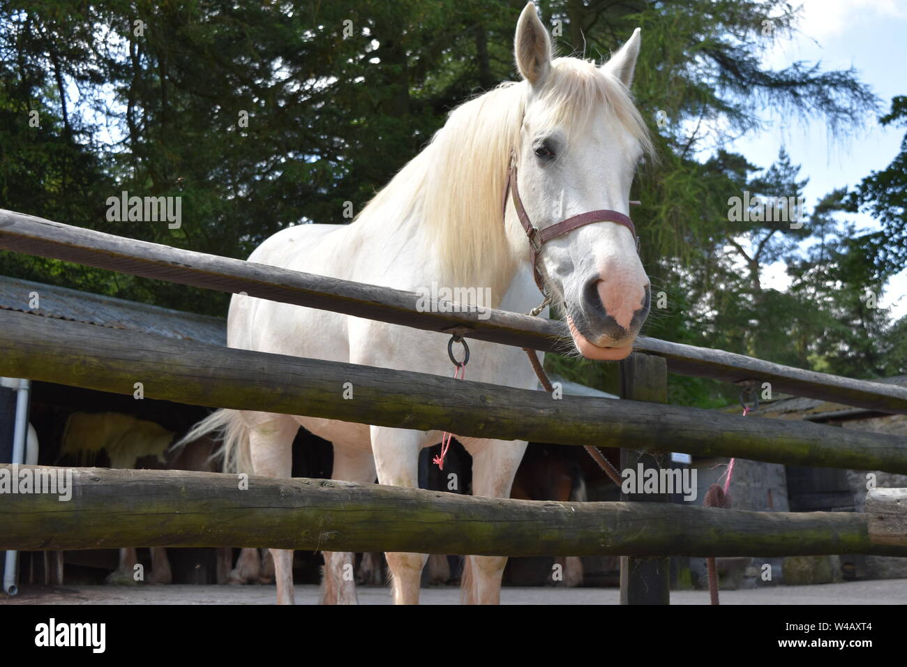 White pony outside pony trekking stable in the Brecon Beacons Stock ...